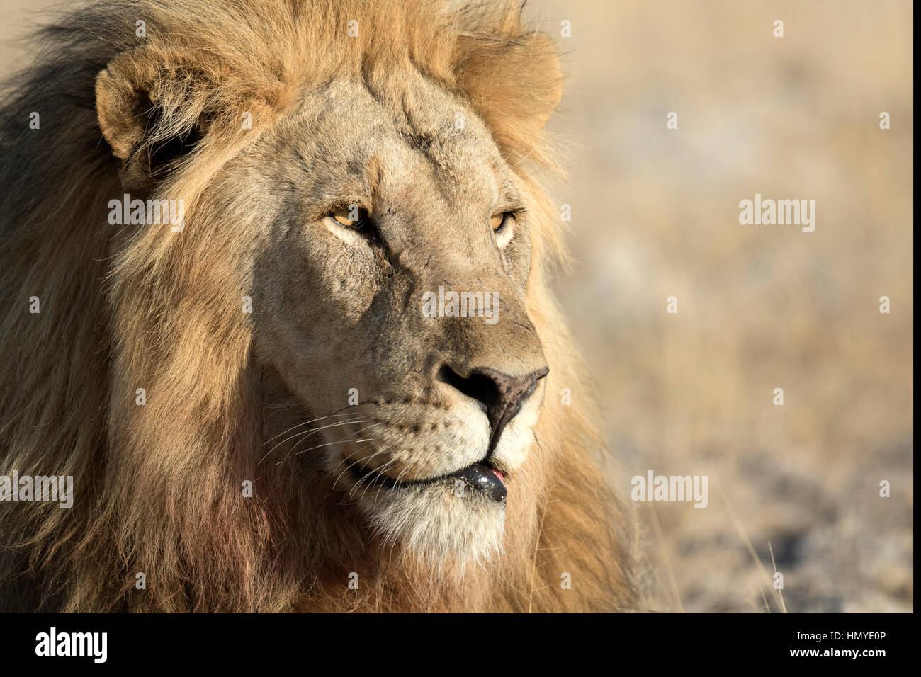 Lion mohawk hi-res stock photography and images - Alamy