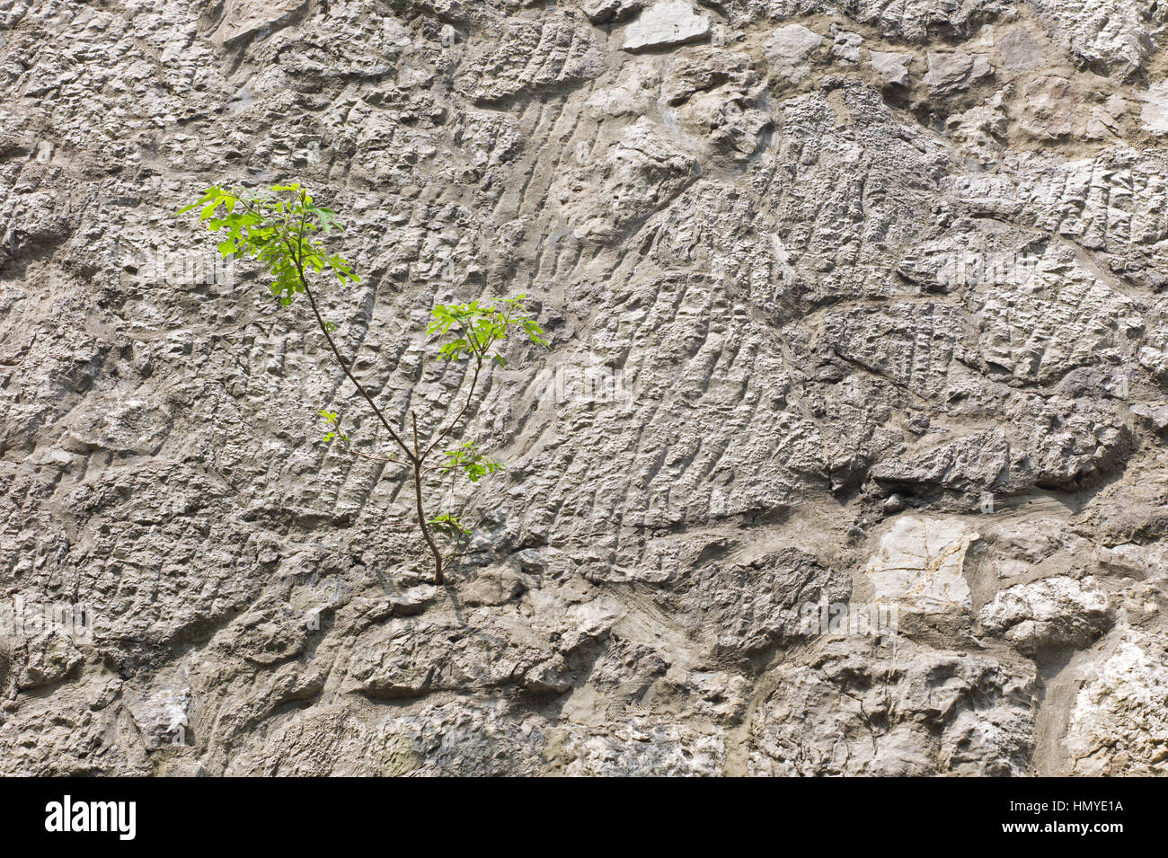 Tree growing on exposed rock face in former limestone quarry, Tangshan ...