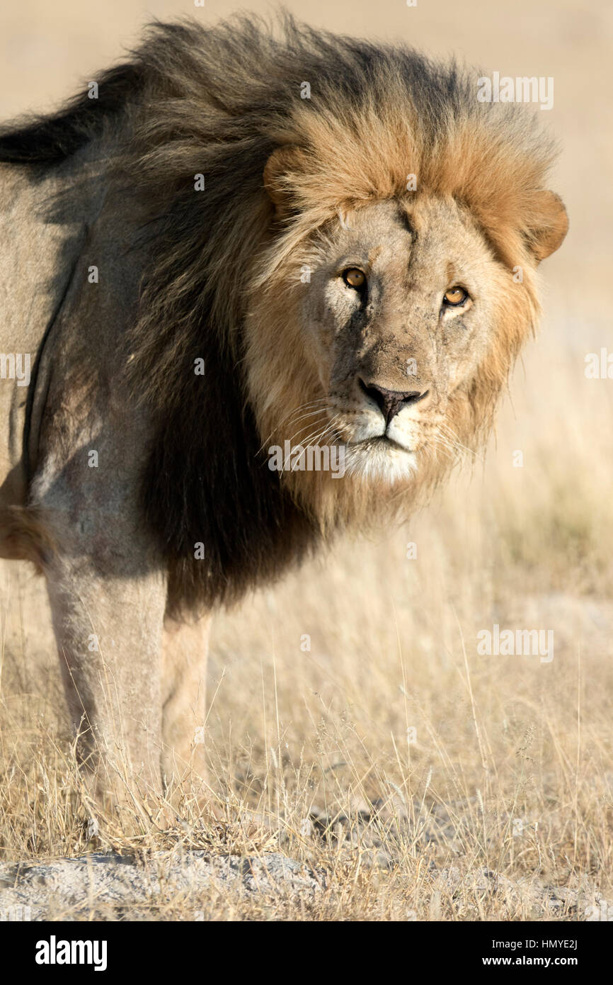 Male lion in the morning light Stock Photo - Alamy
