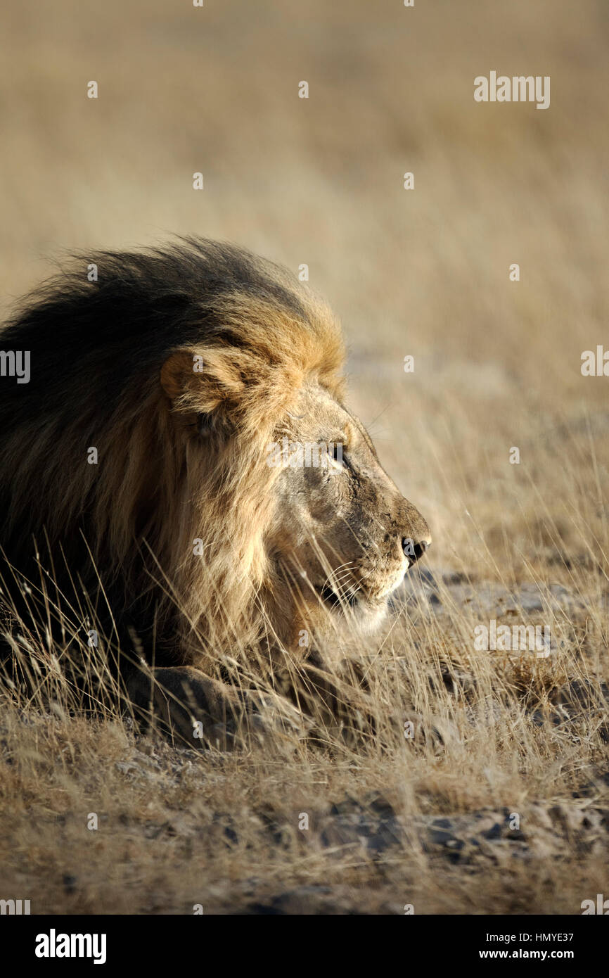 Male lion in the morning light Stock Photo - Alamy