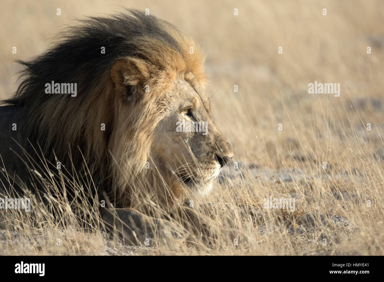 Lion mohawk hi-res stock photography and images - Alamy