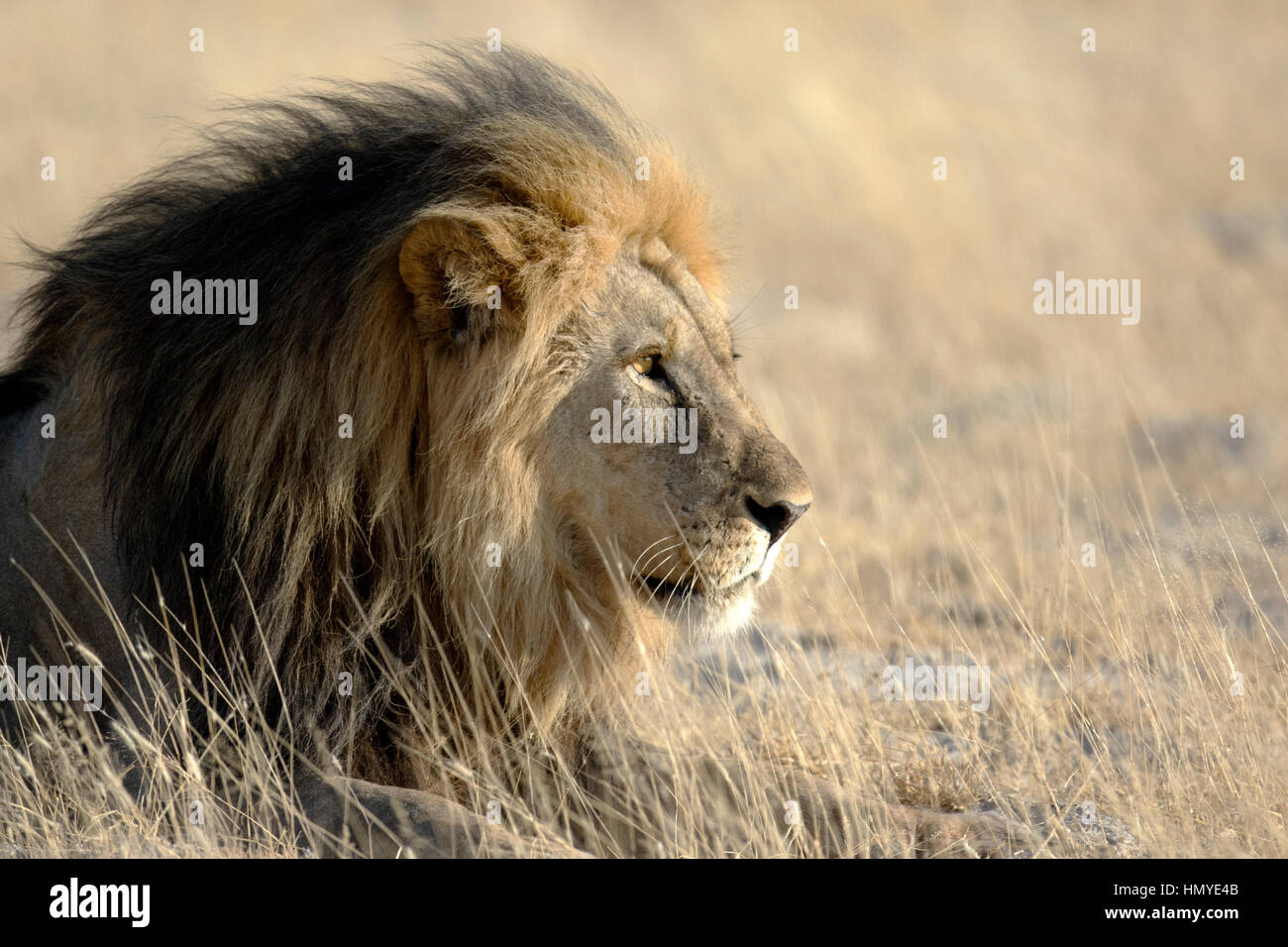Lion mohawk hi-res stock photography and images - Alamy