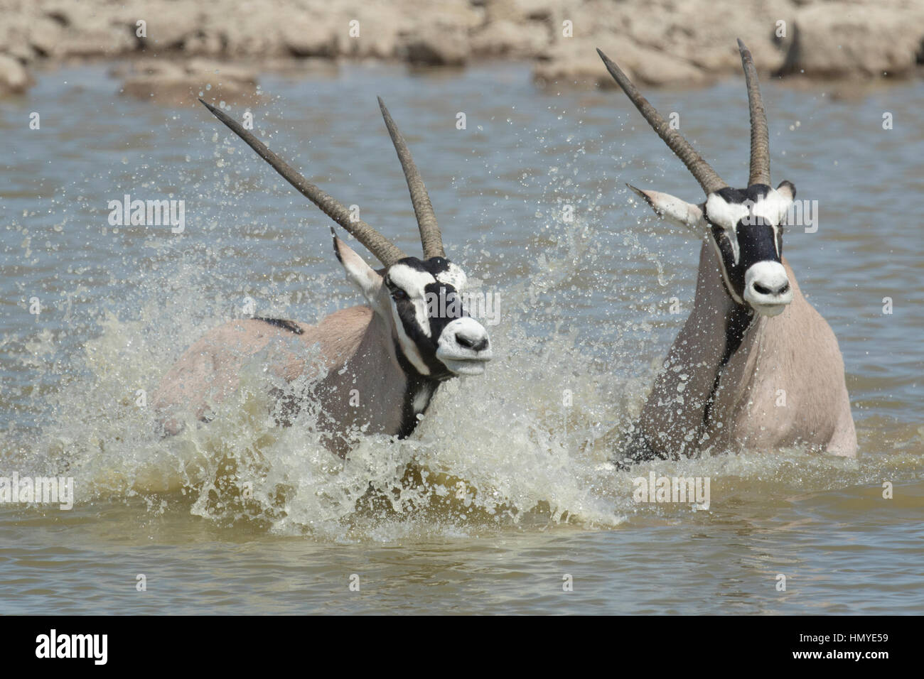 Gemsbok and springbok at water hole hi-res stock photography and images ...