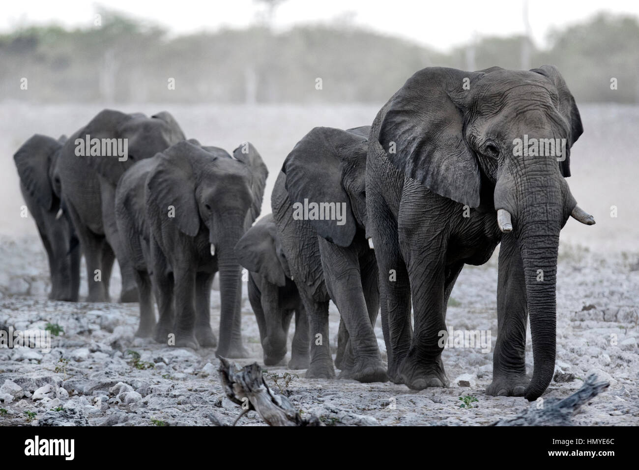 Marching elephants hi-res stock photography and images - Alamy