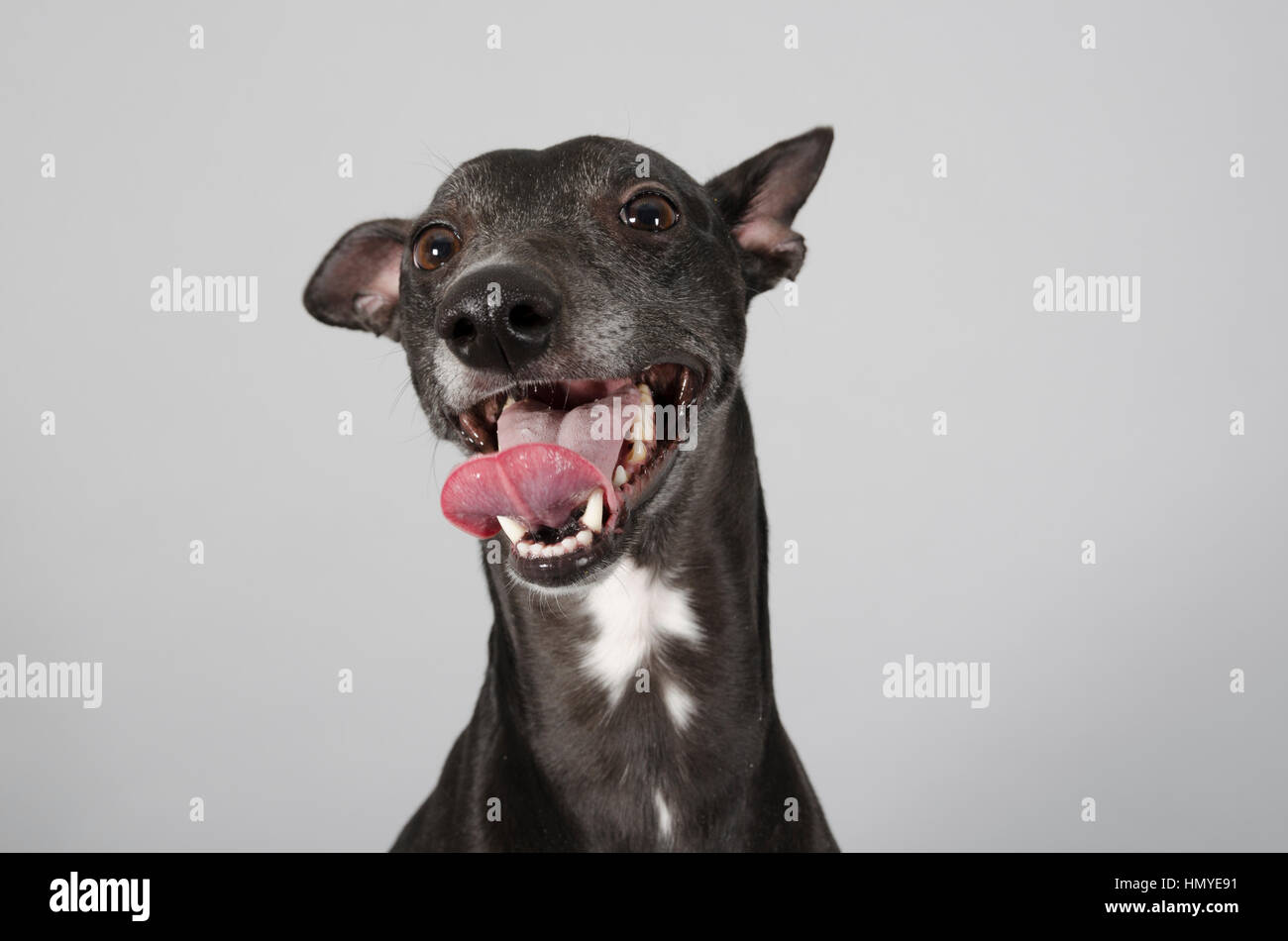 Male Whippet, aged 2 years, UK Stock Photo - Alamy