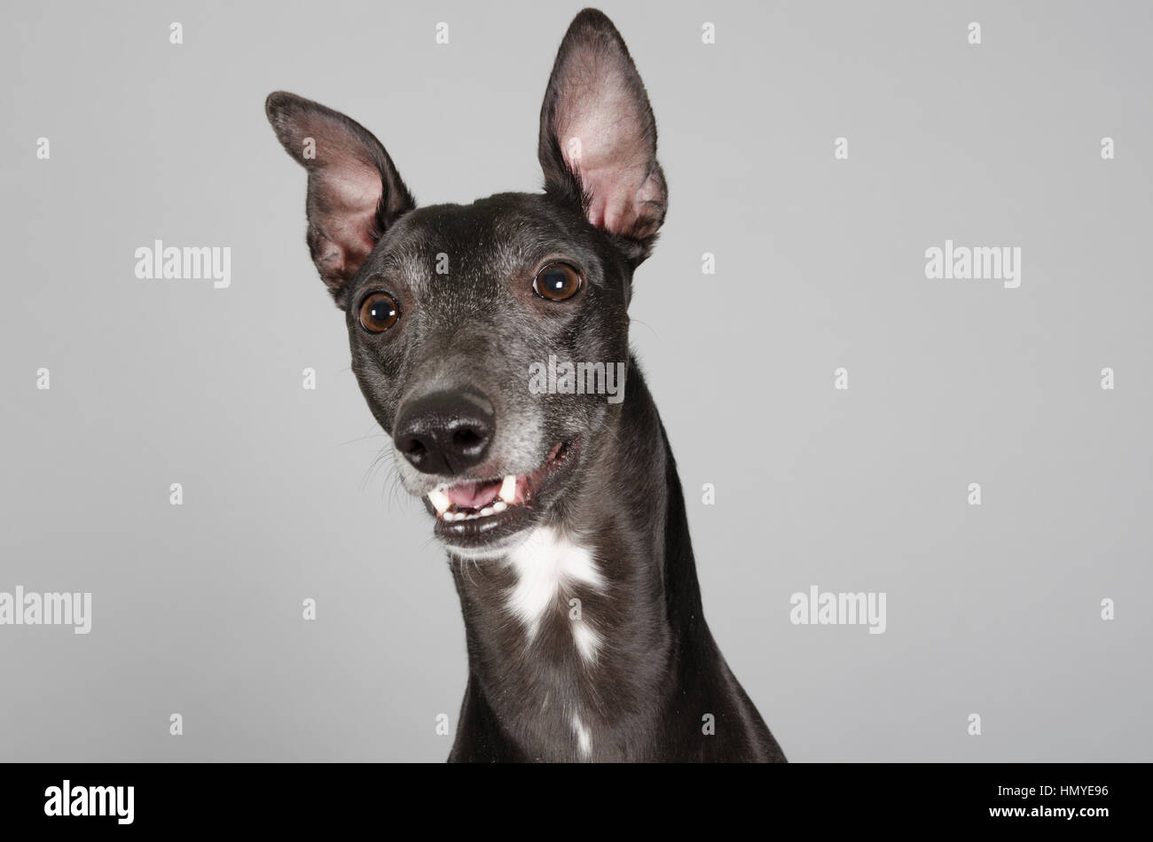 Male Whippet, aged 2 years, UK Stock Photo - Alamy
