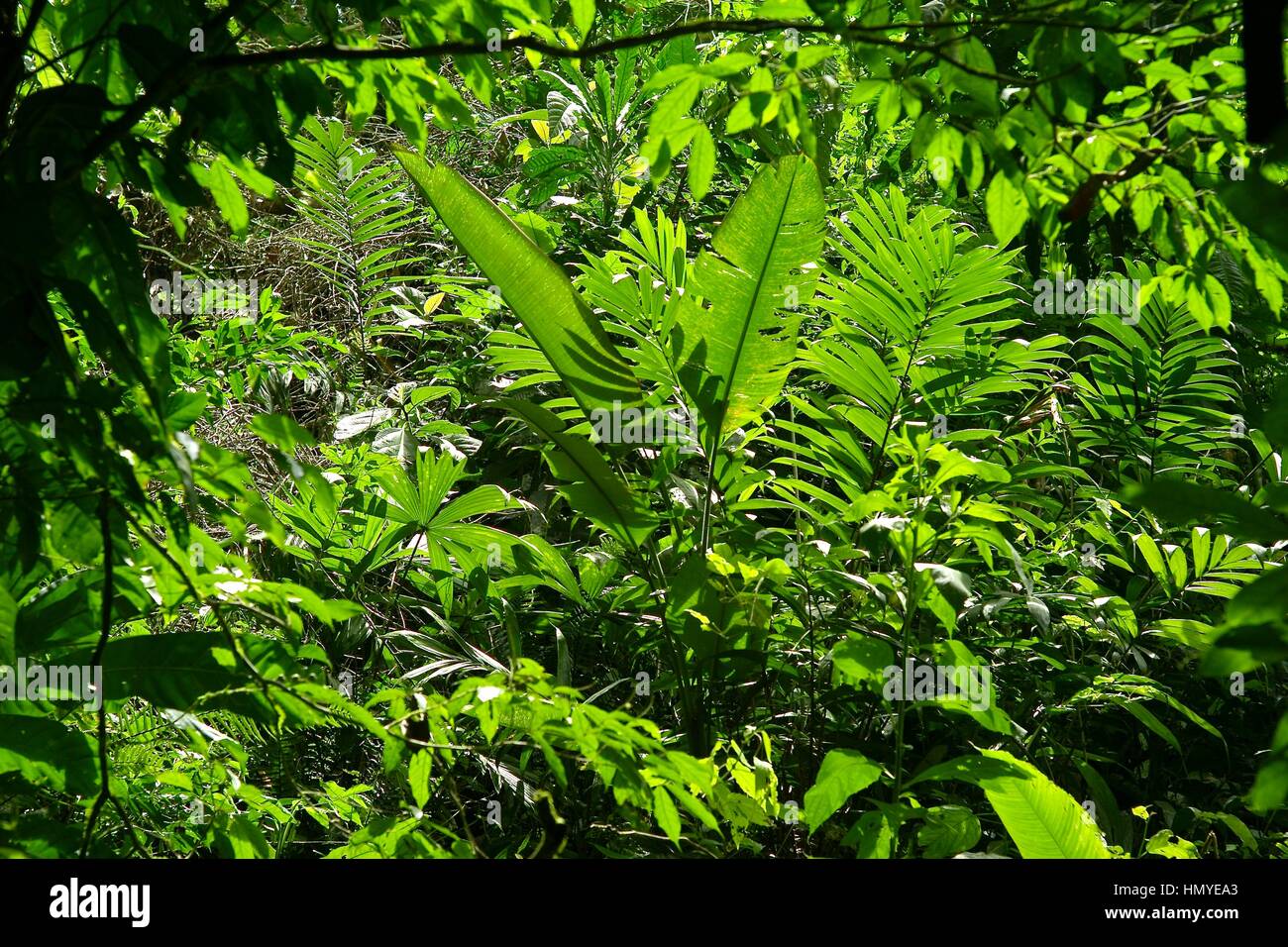 Chagres national park hi-res stock photography and images - Alamy