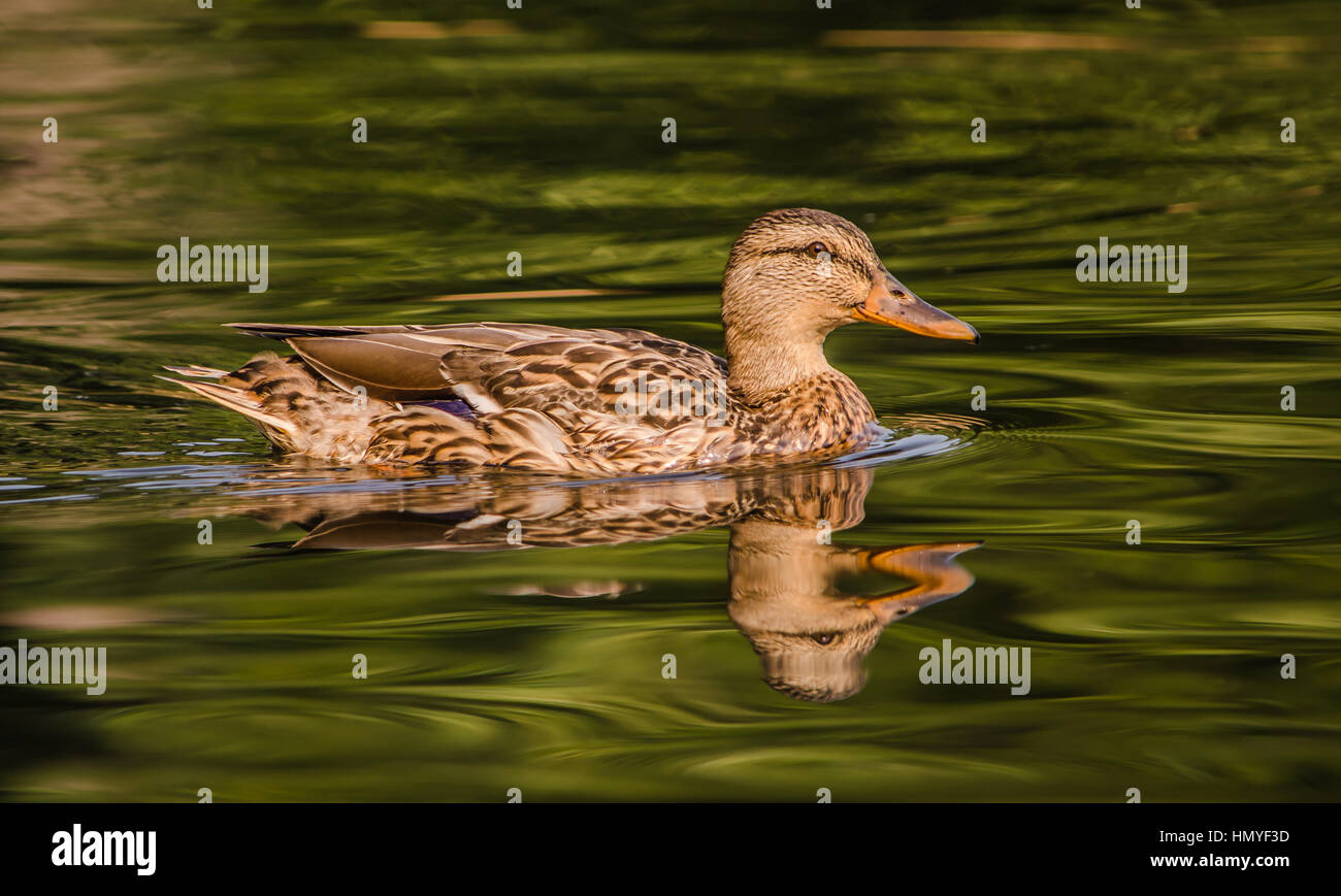 North american ducks hi-res stock photography and images - Alamy