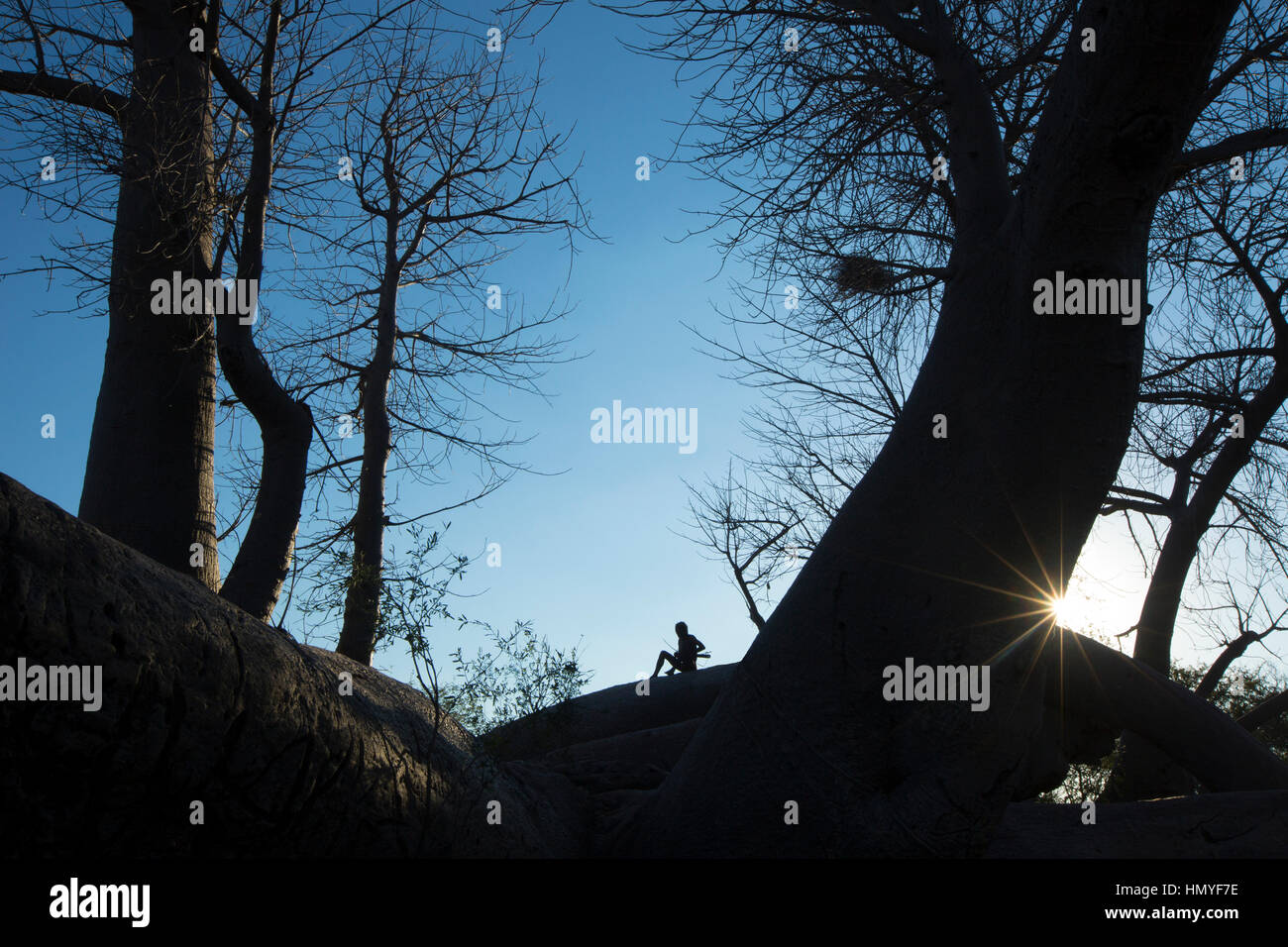 San Bushman standing in a tree Stock Photo - Alamy