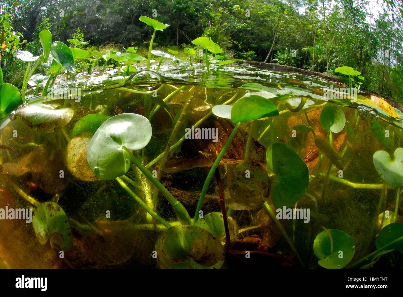 Fresh water pond of the Anton Valley close to el Macho waterfall Stock ...