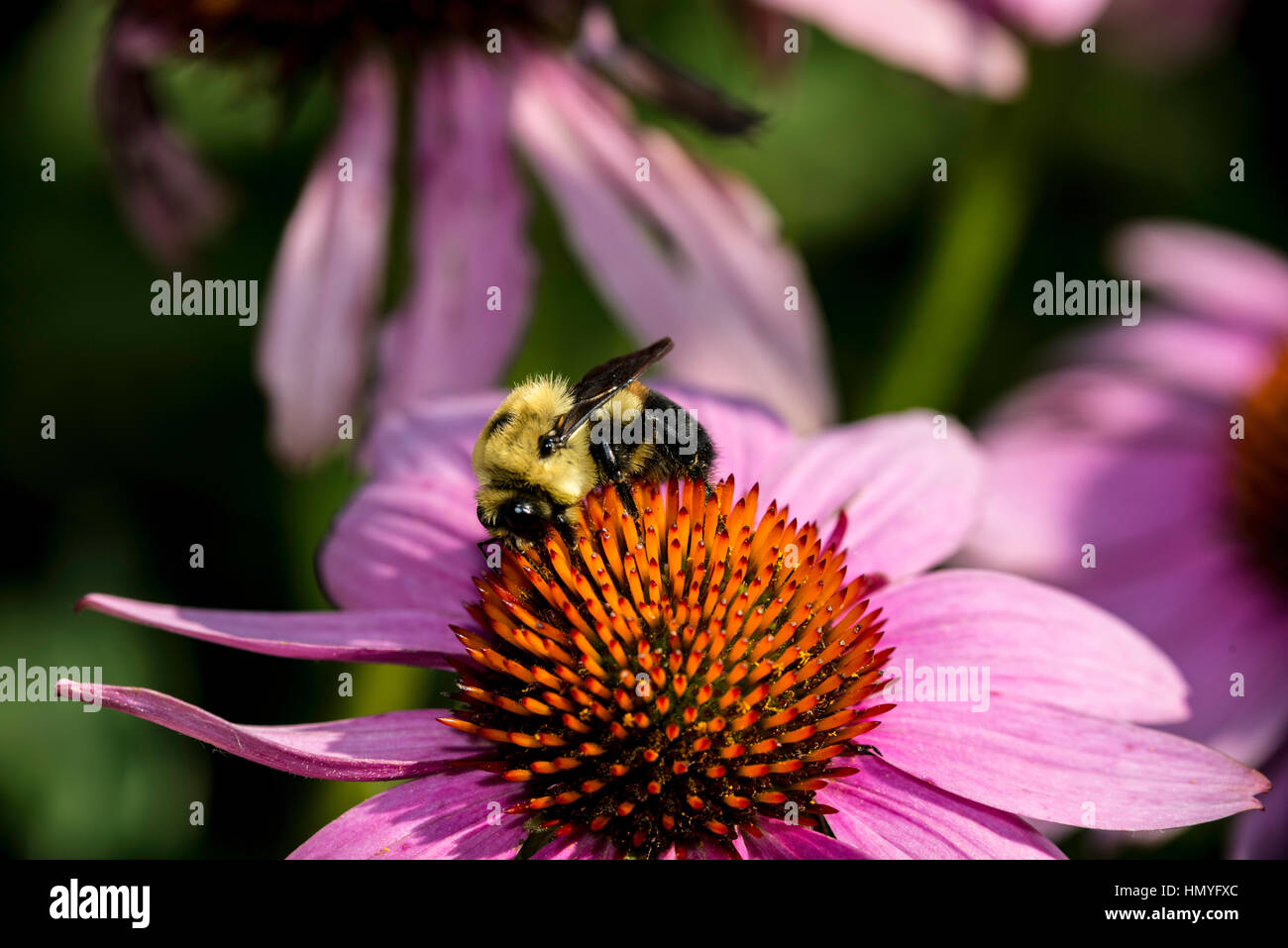 Eastern Carpenter Bee on Purple Coneflower Stock Photo - Alamy