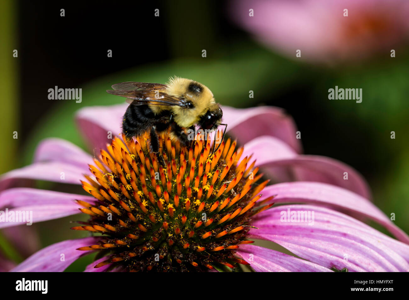 Eastern Carpenter Bee on Purple Coneflower Stock Photo - Alamy