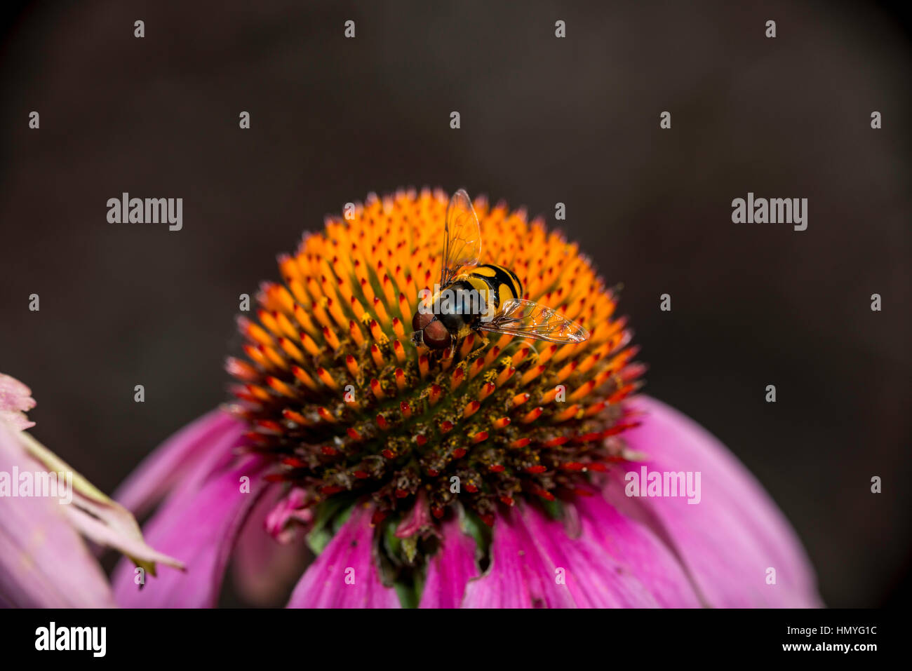 American hover fly hi-res stock photography and images - Alamy