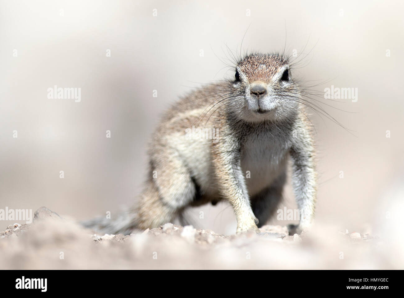 Ground chipmunk hi-res stock photography and images - Alamy