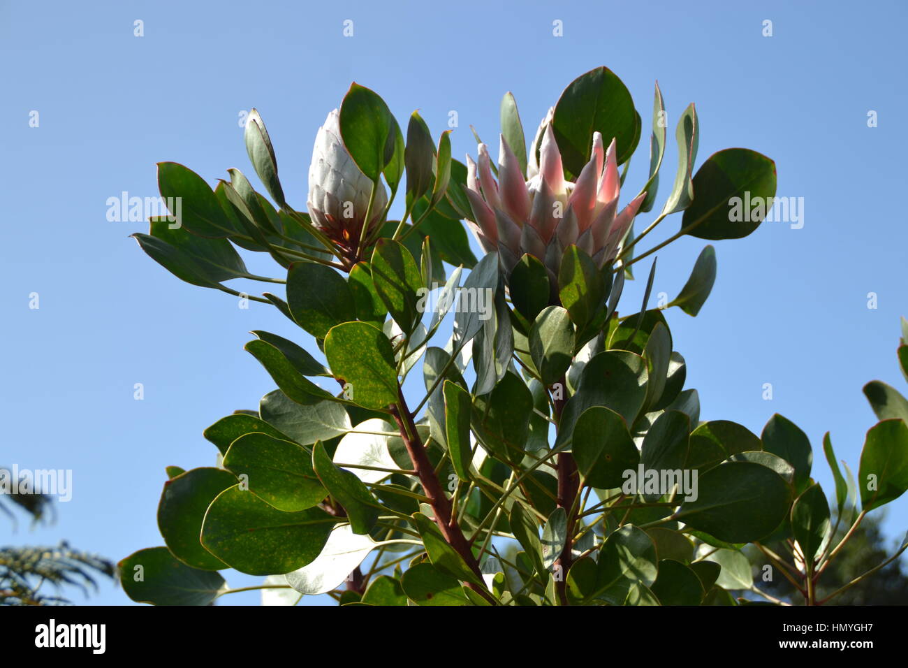Protea flower is botanical name and English common name of genus of ...