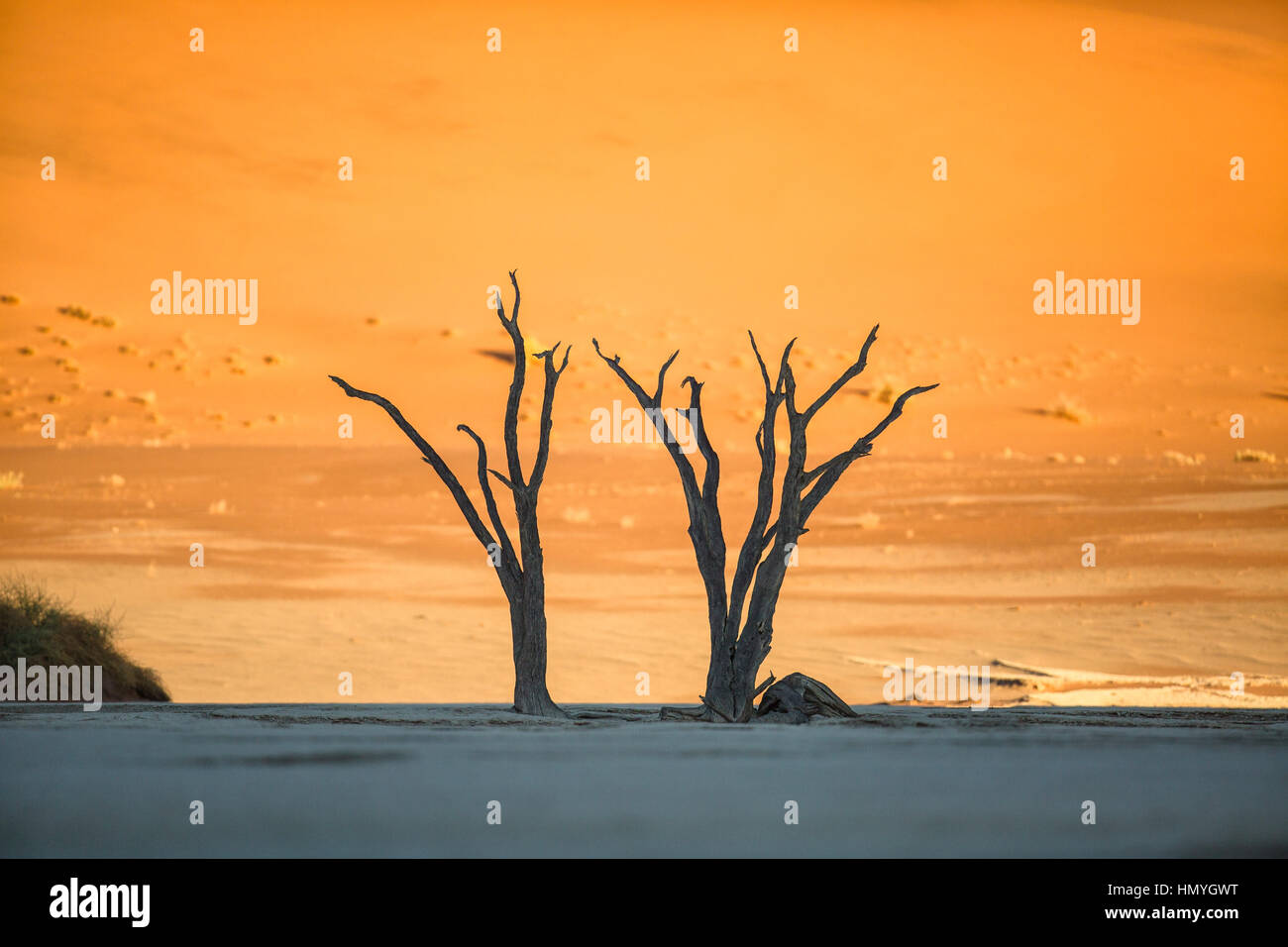 Dead trees in Deadvlei, Namibia Stock Photo - Alamy