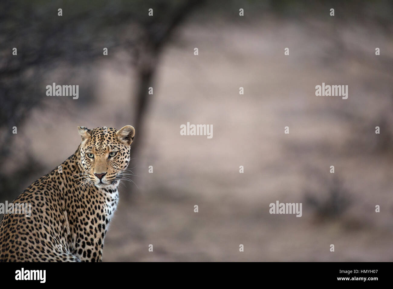 Portrait of a leopard Stock Photo - Alamy
