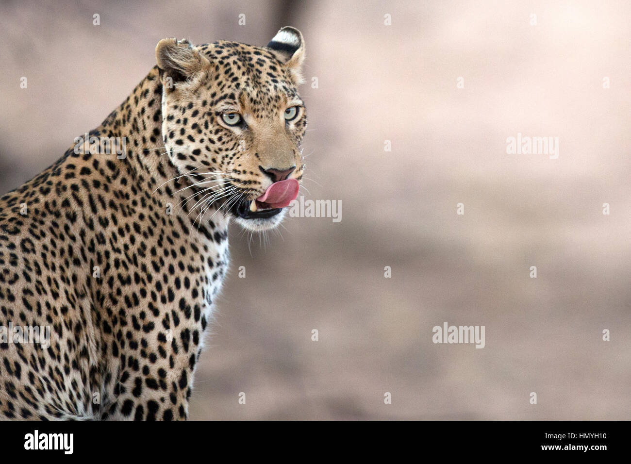Leopard licking its lips hi-res stock photography and images - Alamy