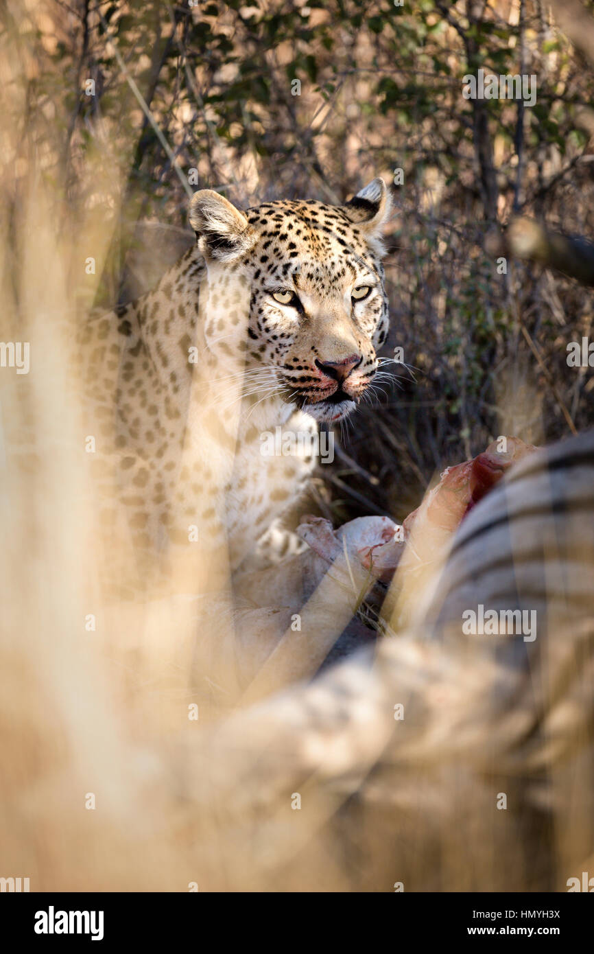 Portrait leopard blood namibia hi-res stock photography and images - Alamy