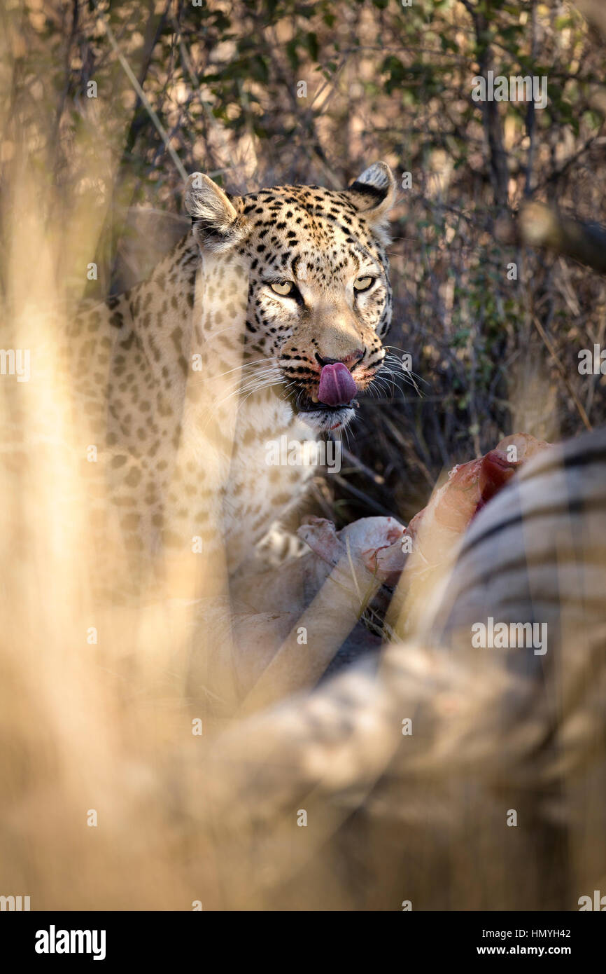 Portrait leopard blood namibia hi-res stock photography and images - Alamy