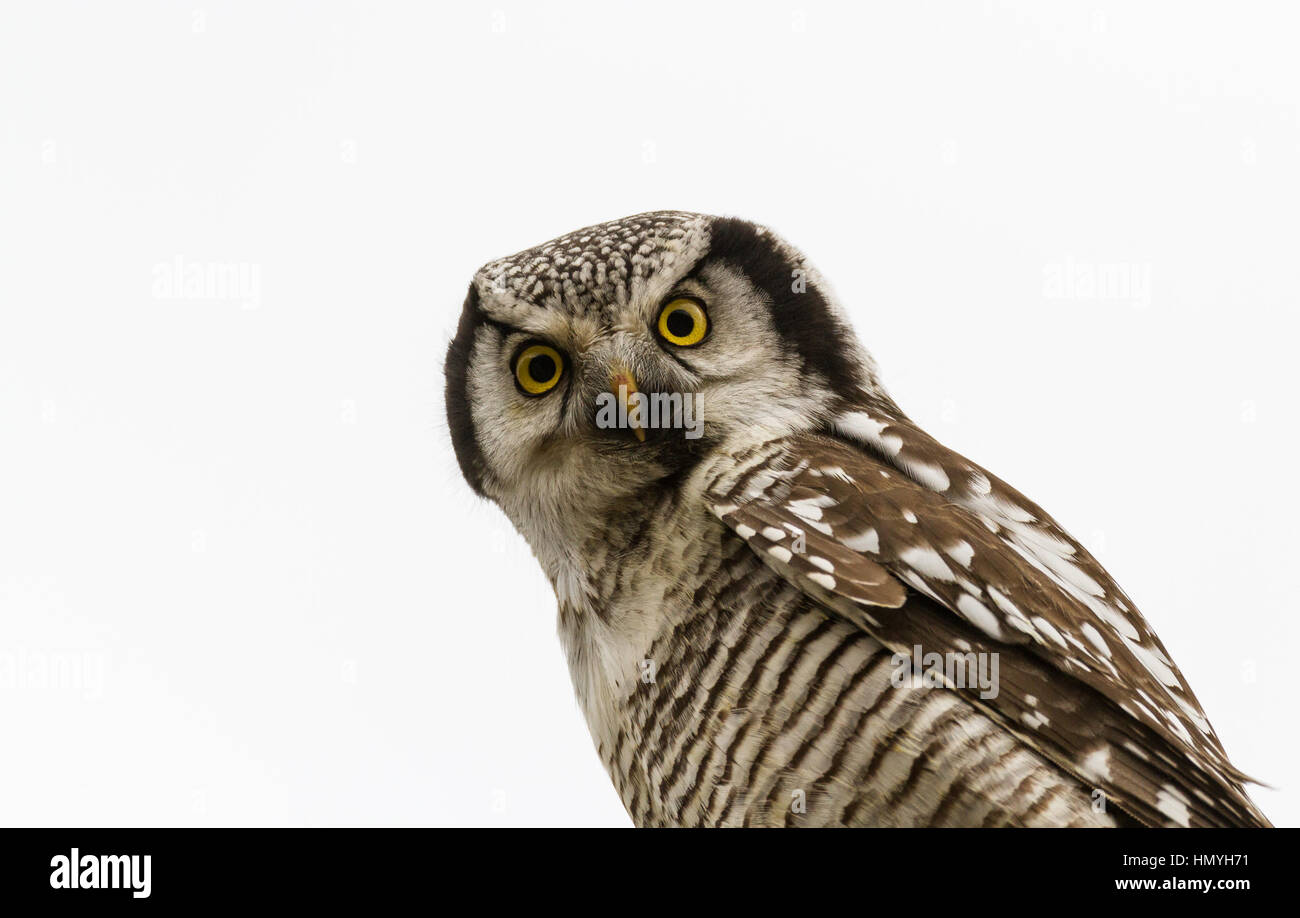 Northern Hawk Owl - Surnia ulula - resting with a white sky as background, Norway Stock Photo ...