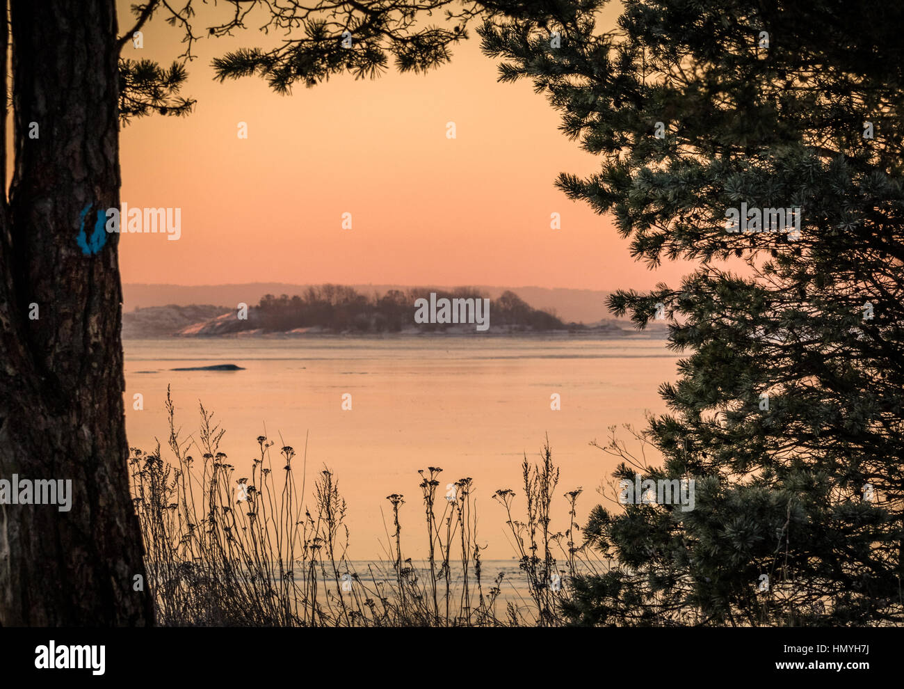 Ocean view behind pine trees hi-res stock photography and images - Alamy