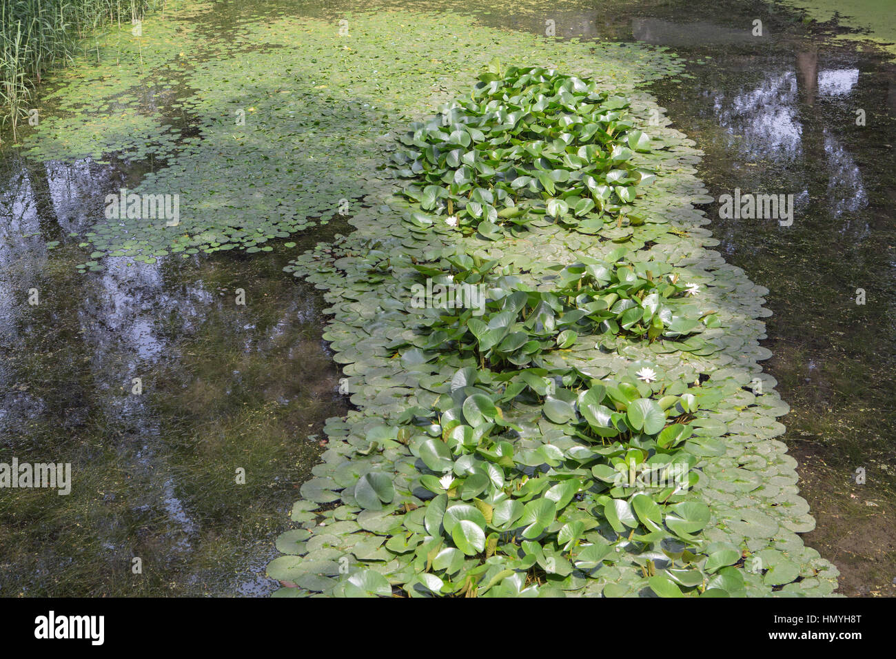 water lily and pond weed clump Stock Photo - Alamy