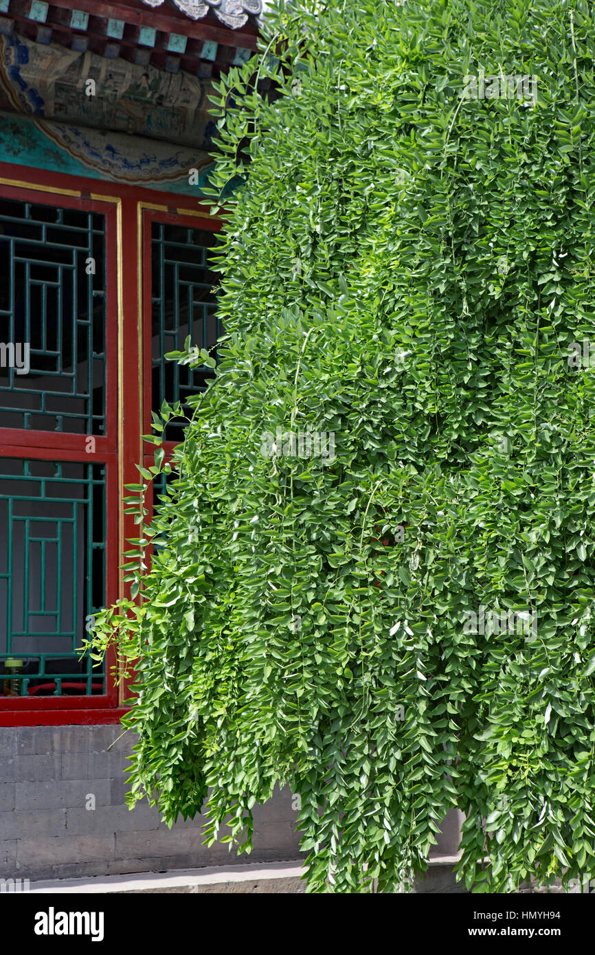 Trailing vine hi-res stock photography and images - Alamy