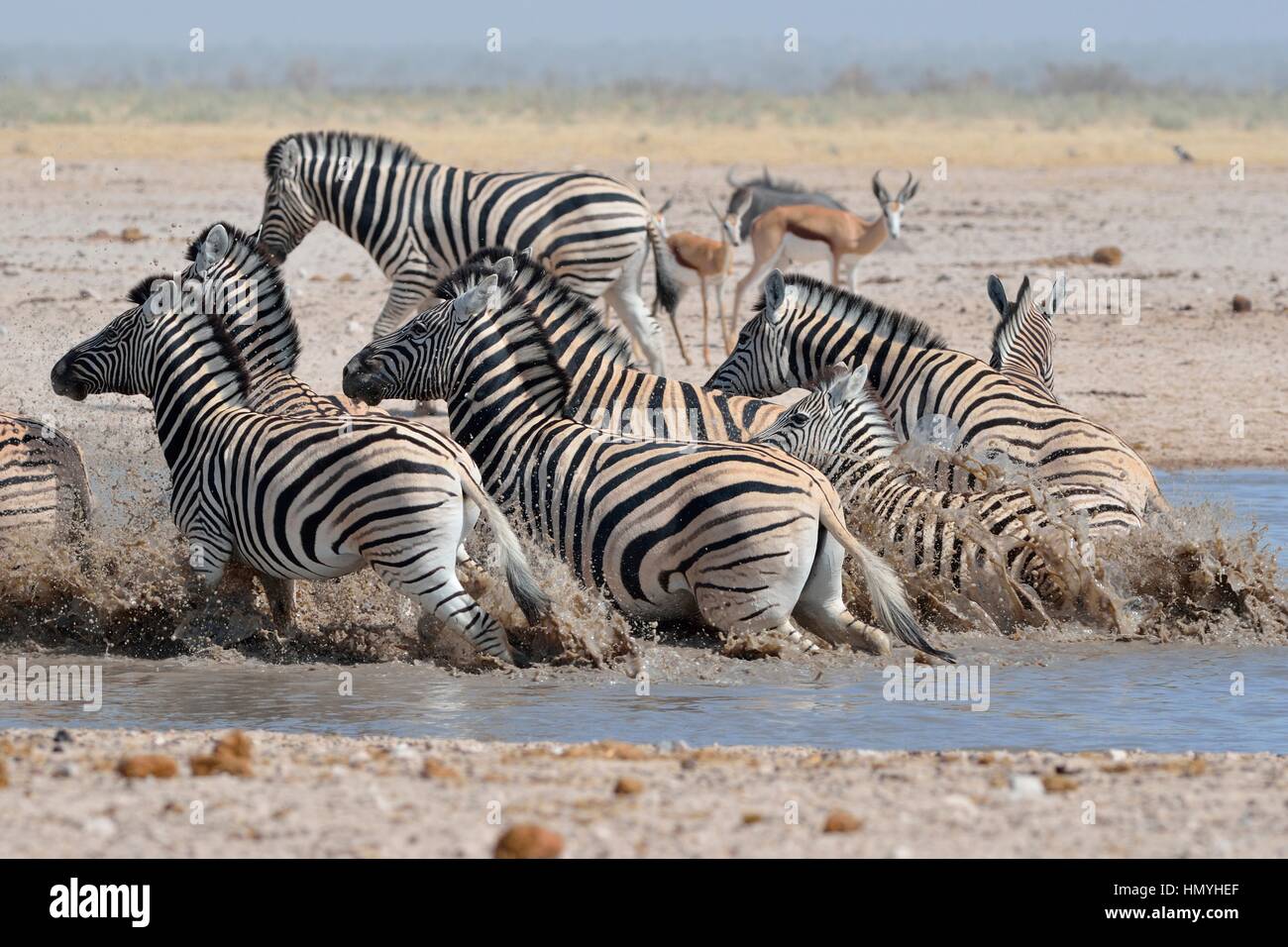 Springbok africa springboks herd hi-res stock photography and images ...