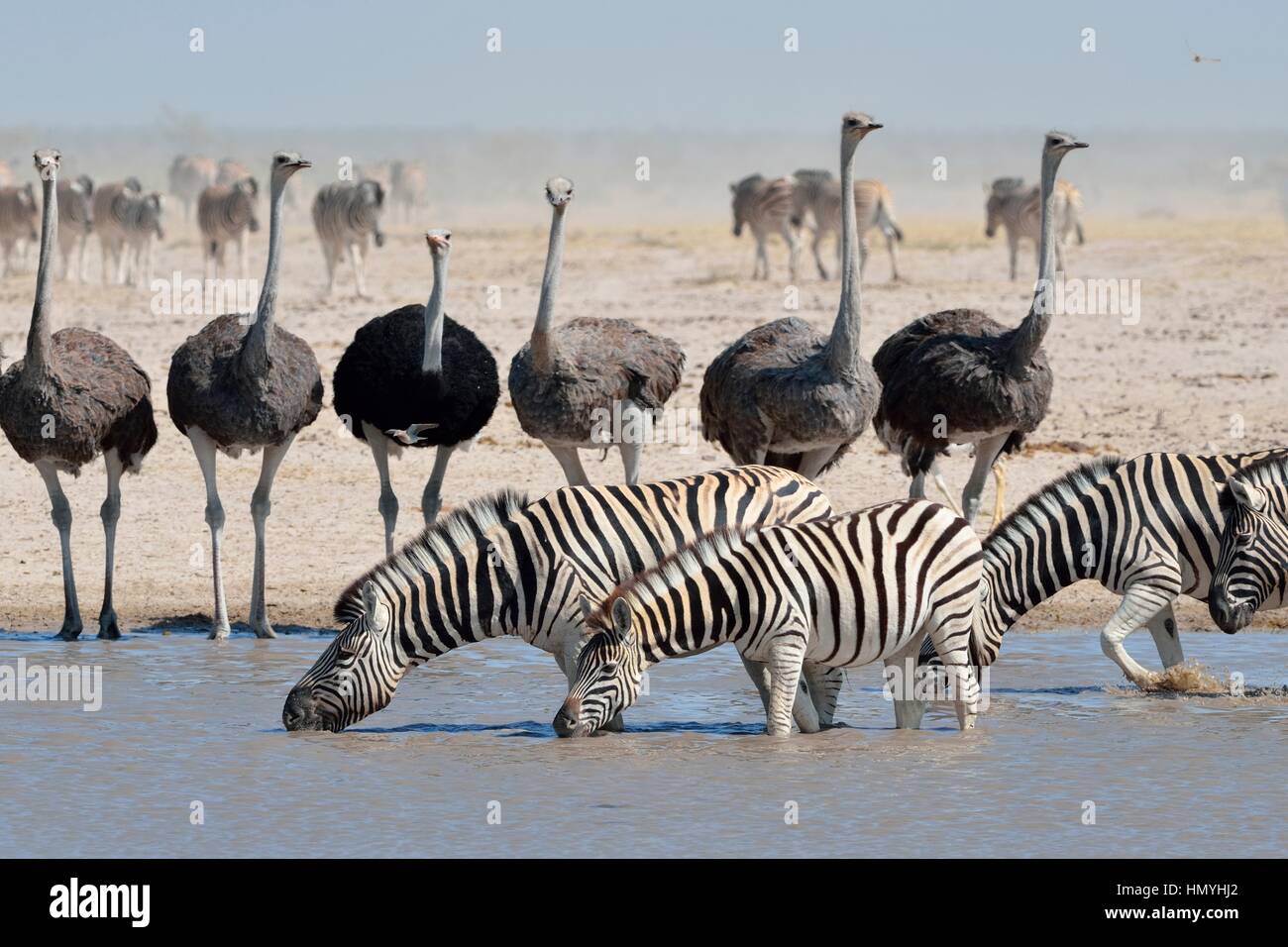 Zebra And Ostrich Symbiotic Relationship