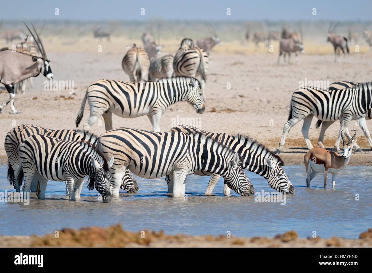 Springbok antidorcas marsupialis drinking water hi-res stock ...