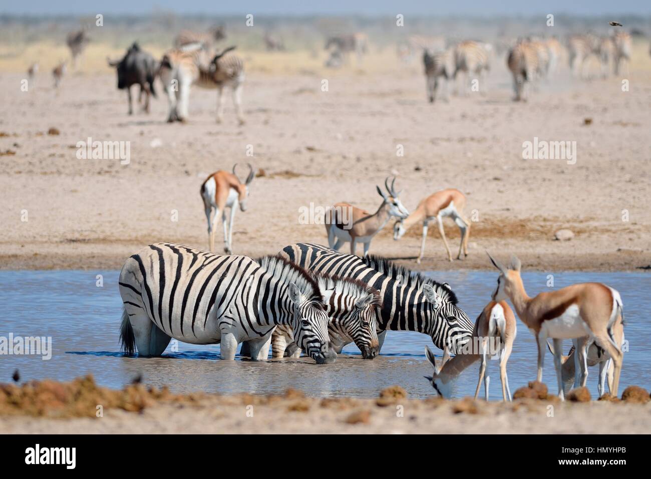 Rear view springbok hi-res stock photography and images - Alamy