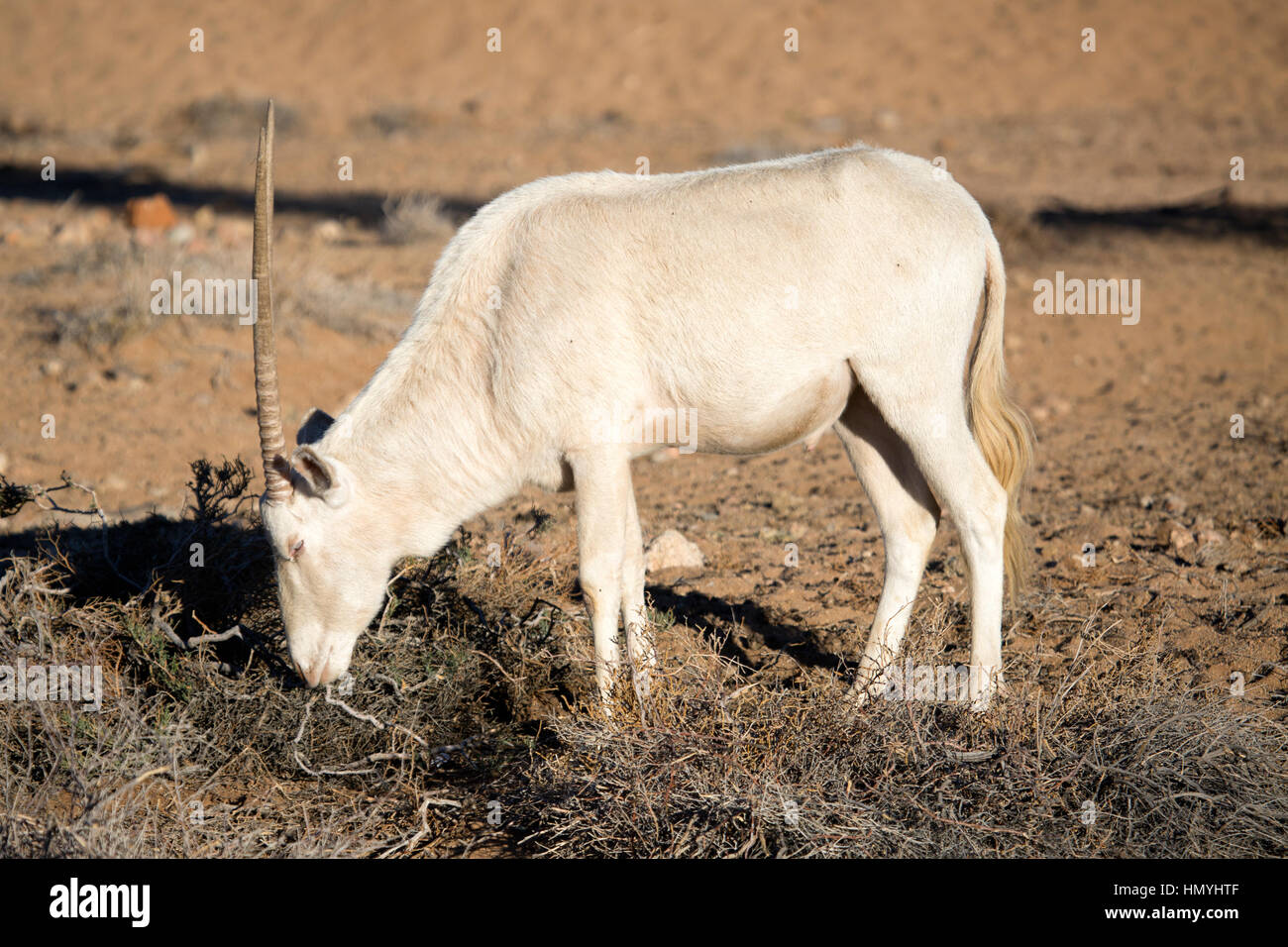 Albino oryx in namibia hi-res stock photography and images - Alamy