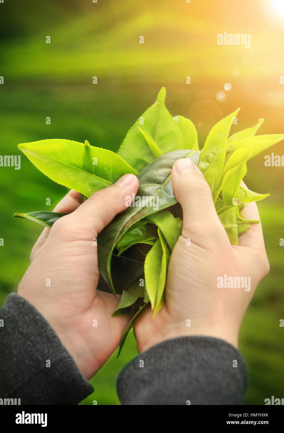 hands holding fresh tea leaves Stock Photo - Alamy