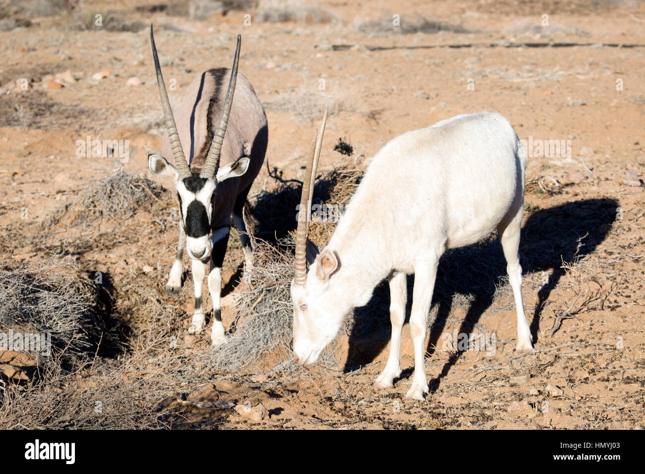 Albino oryx in namibia hi-res stock photography and images - Alamy