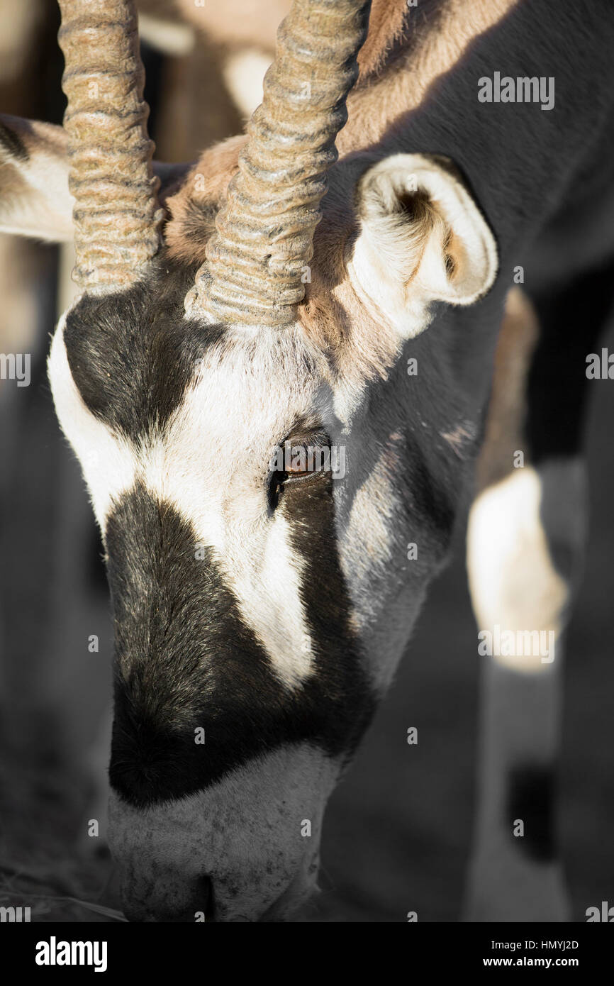 Close up eye oryx gemsbok hi-res stock photography and images - Alamy