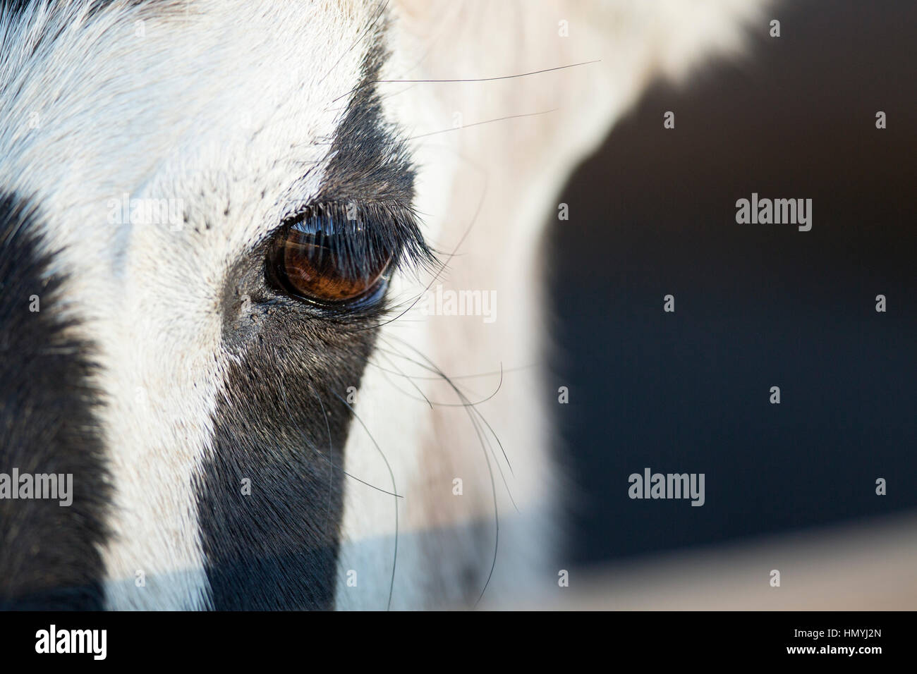 Close up eye oryx gemsbok hi-res stock photography and images - Alamy