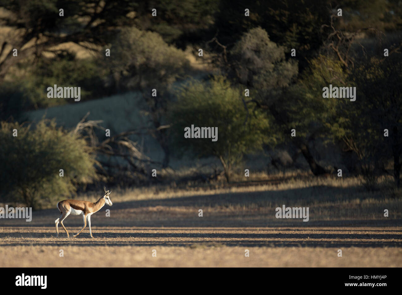 Springbok in the Veldt Stock Photo - Alamy
