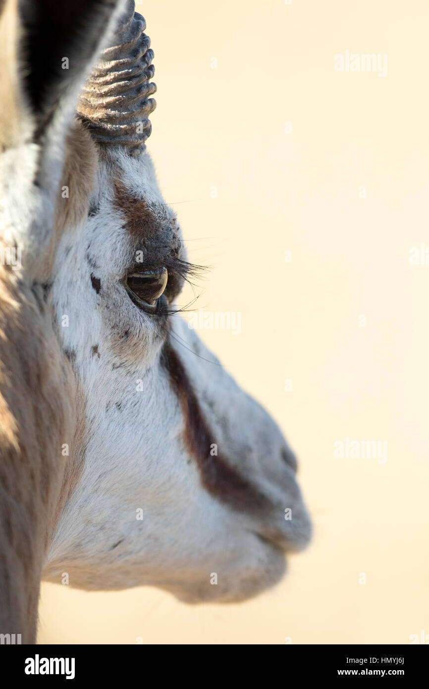 Close up of a springboks eye Stock Photo - Alamy