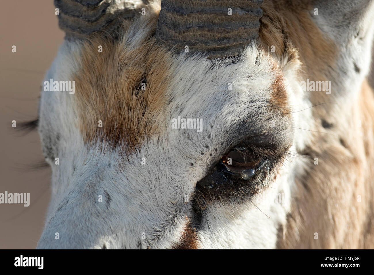 Close up of a springboks eye Stock Photo - Alamy