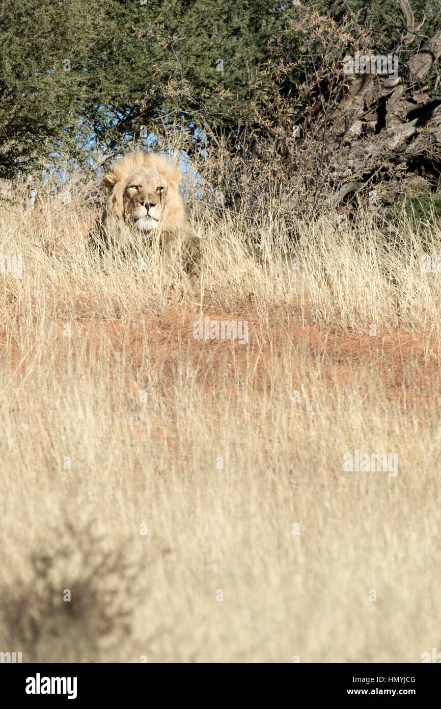 Male lion red mane hi-res stock photography and images - Alamy