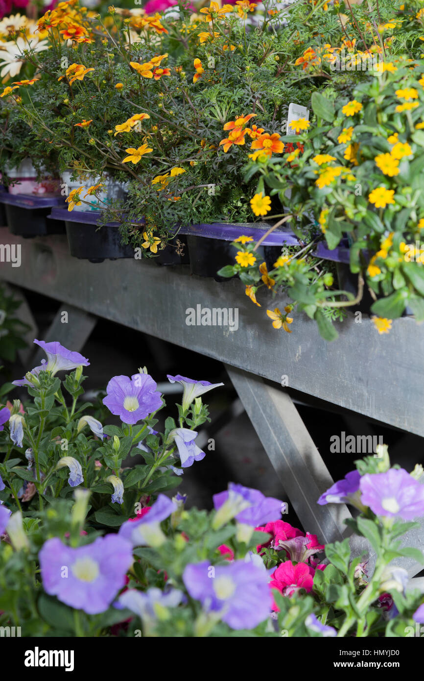 Seedlings for sale hi-res stock photography and images - Alamy