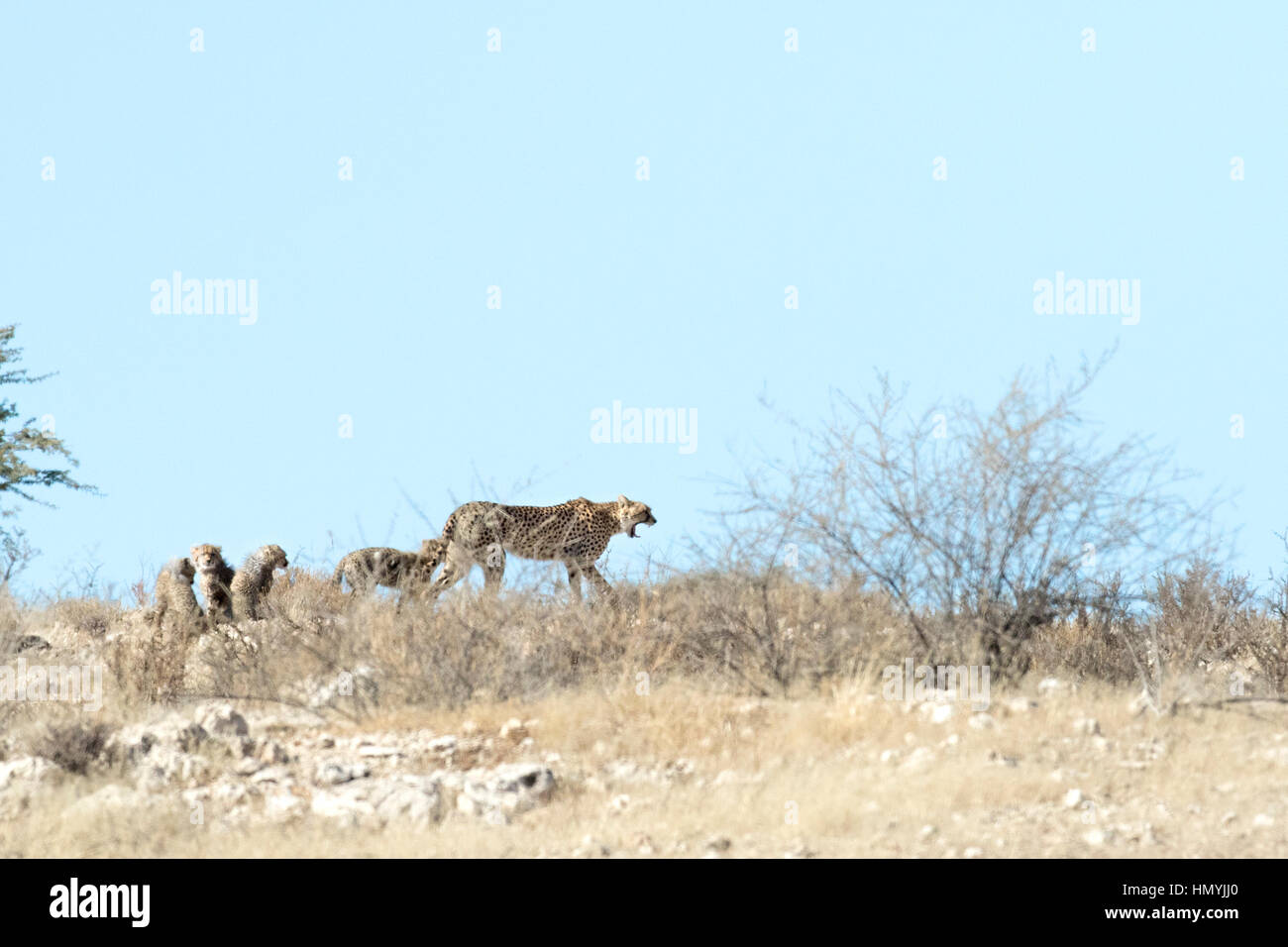 Cheetah Hunting with cubs Stock Photo - Alamy