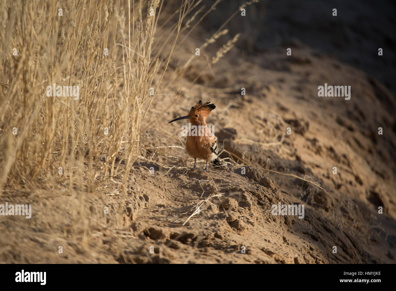 African Hopoe looking for food Stock Photo - Alamy