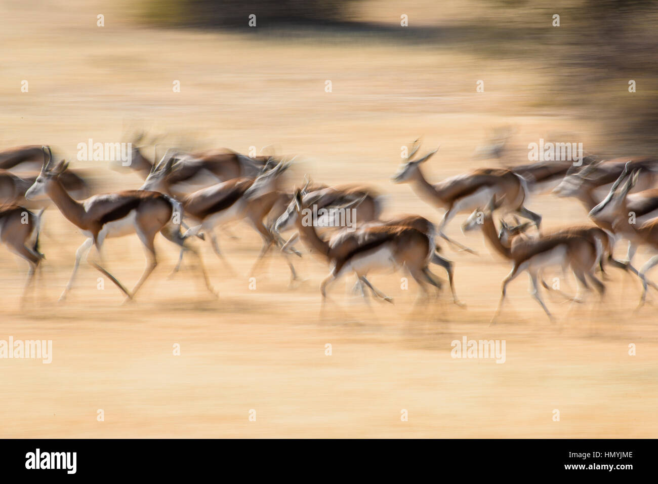Springbok antidorcas marsupialis running kgalagadi hi-res stock ...