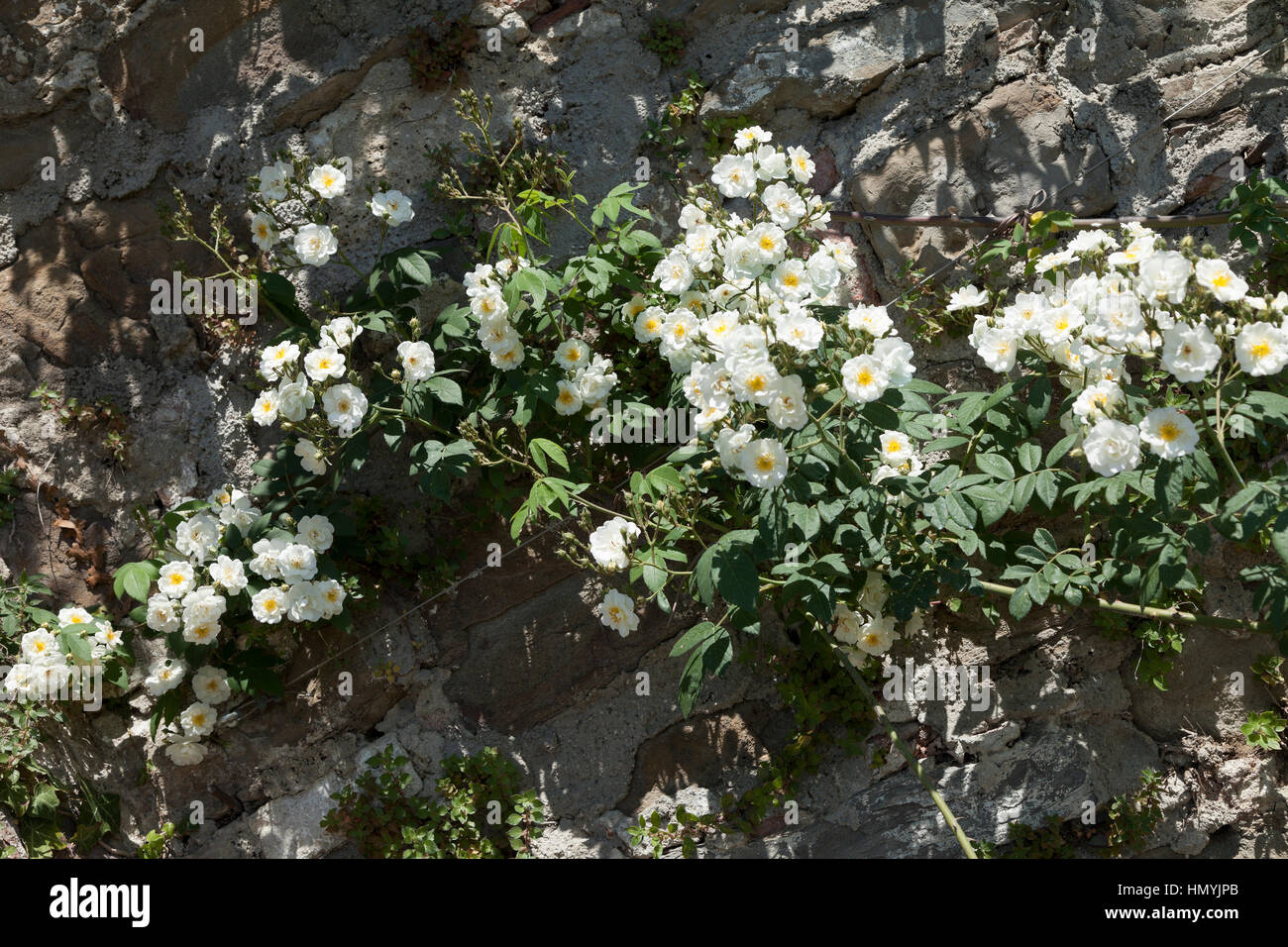 Ancient varieties of roses Stock Photo - Alamy