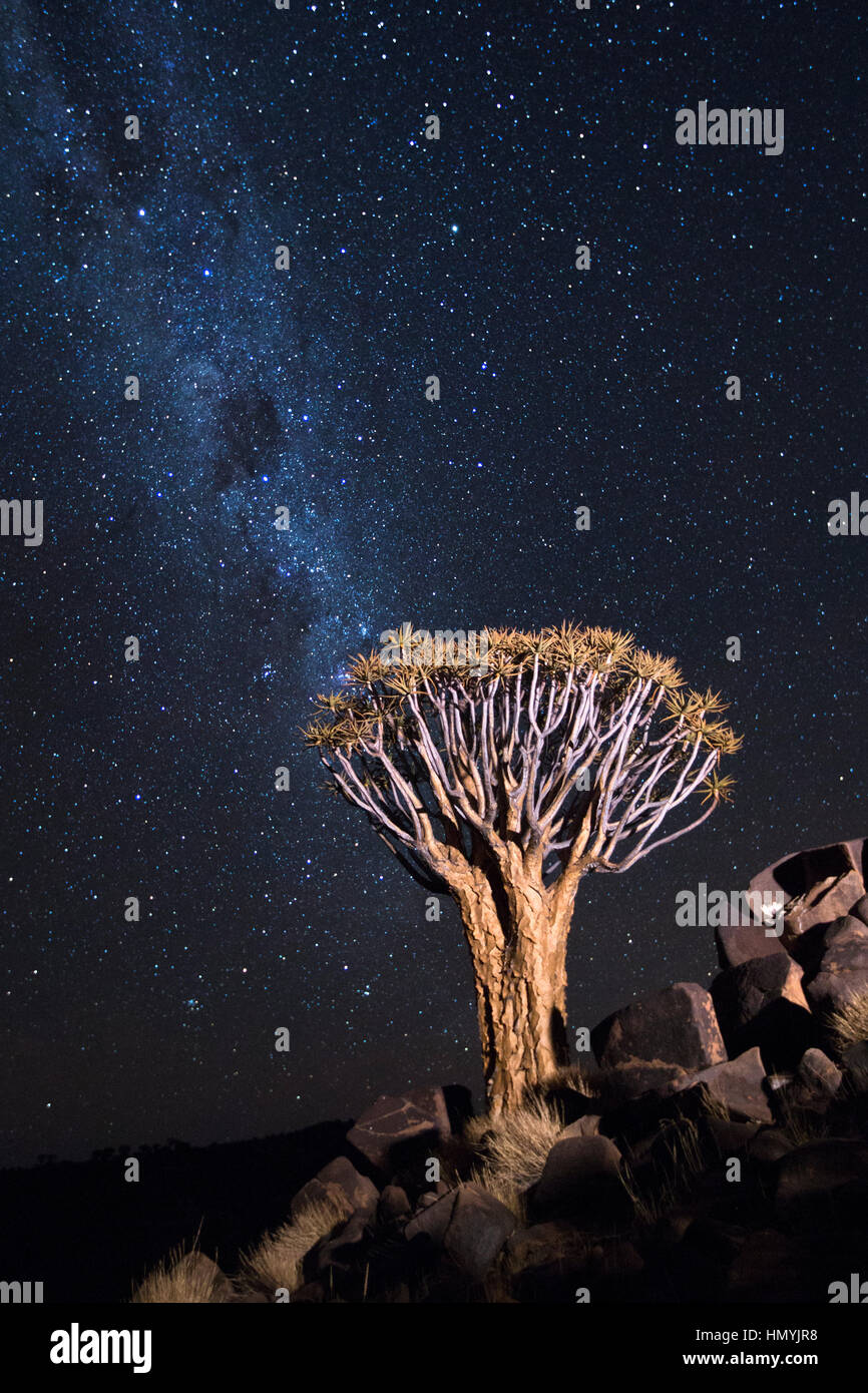 Tree under the Milky Way Stock Photo - Alamy