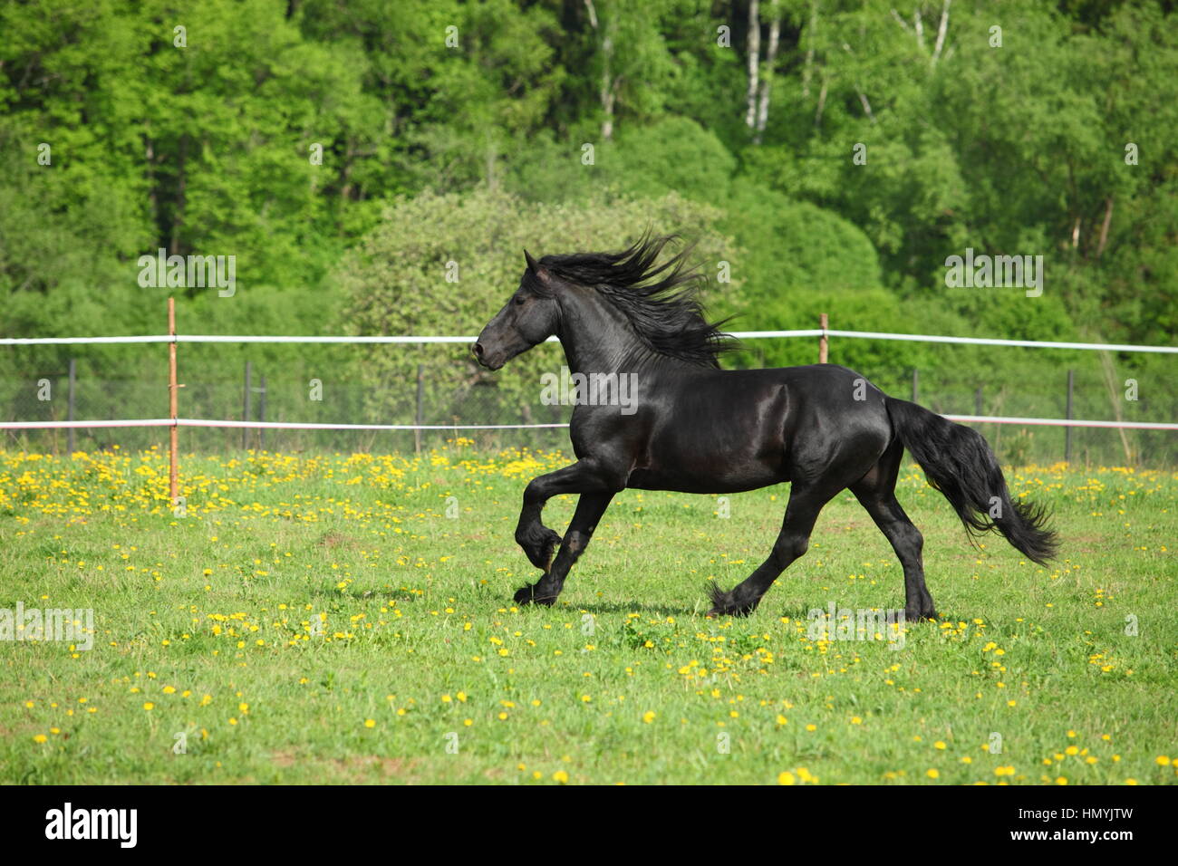 Friesian horse black stallion galloping hi-res stock photography and ...