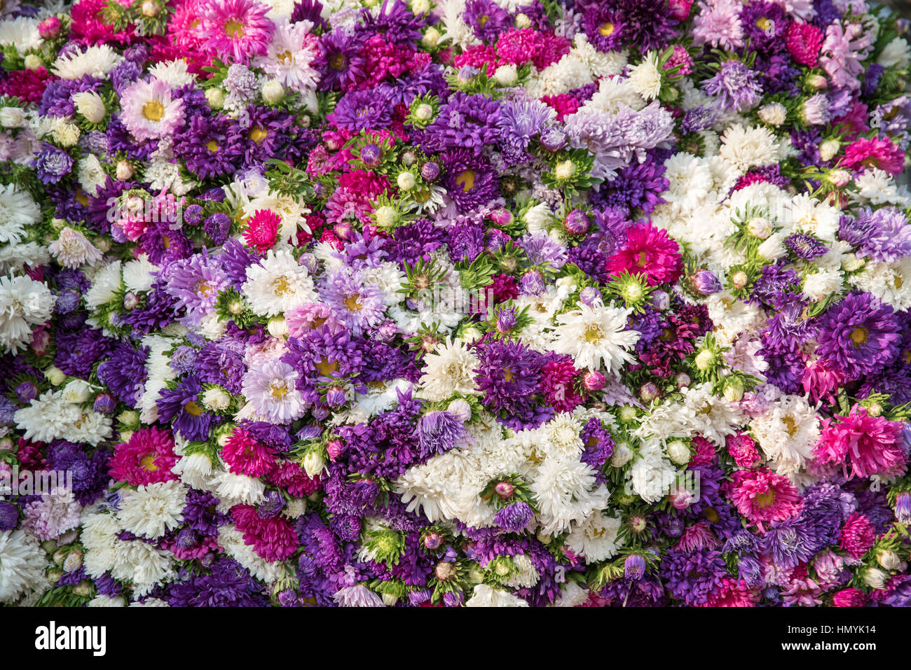 Colorful flowers background for sale at the wholesale flower market in ...