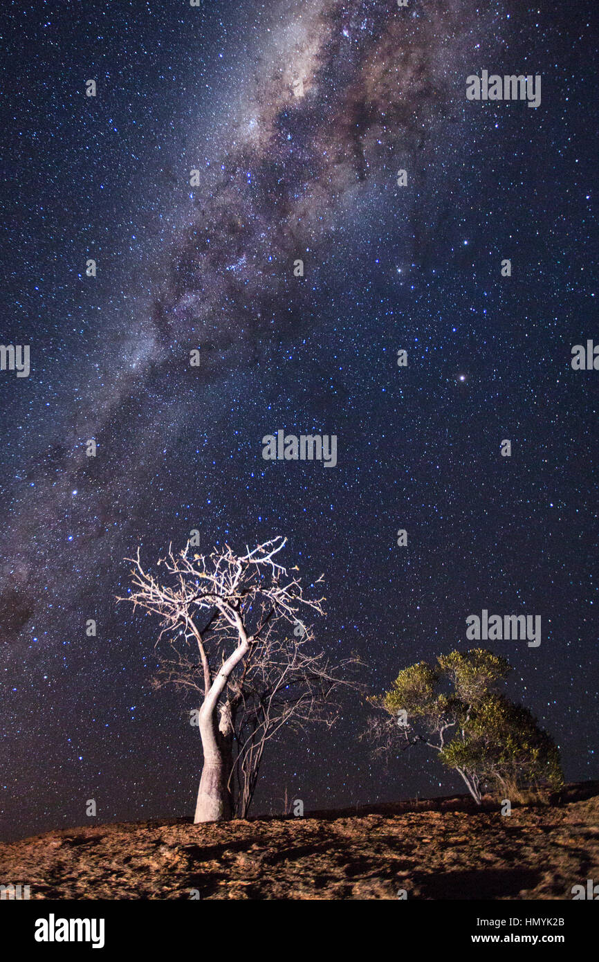 Commiphora tree hi-res stock photography and images - Alamy